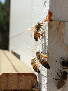 Bee Jobs - Backyard Beekeeping